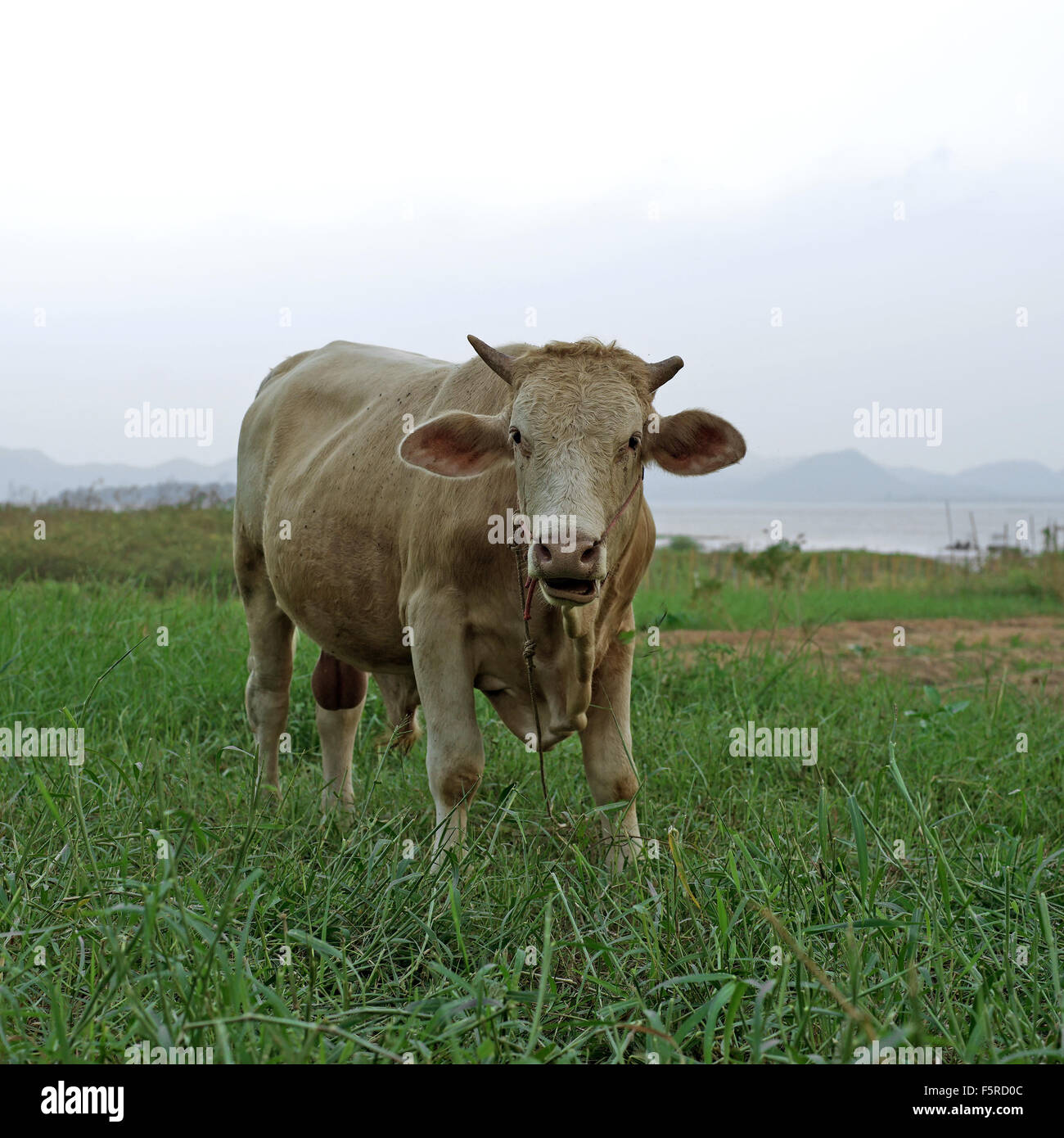 asian cow in green pasture Stock Photo - Alamy