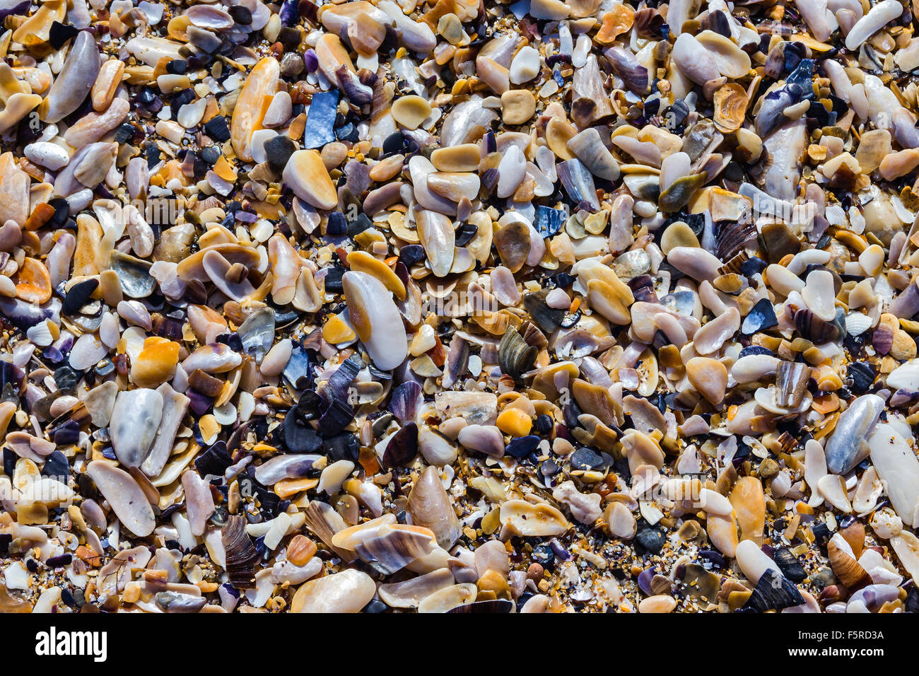 Sea shells background Stock Photo - Alamy