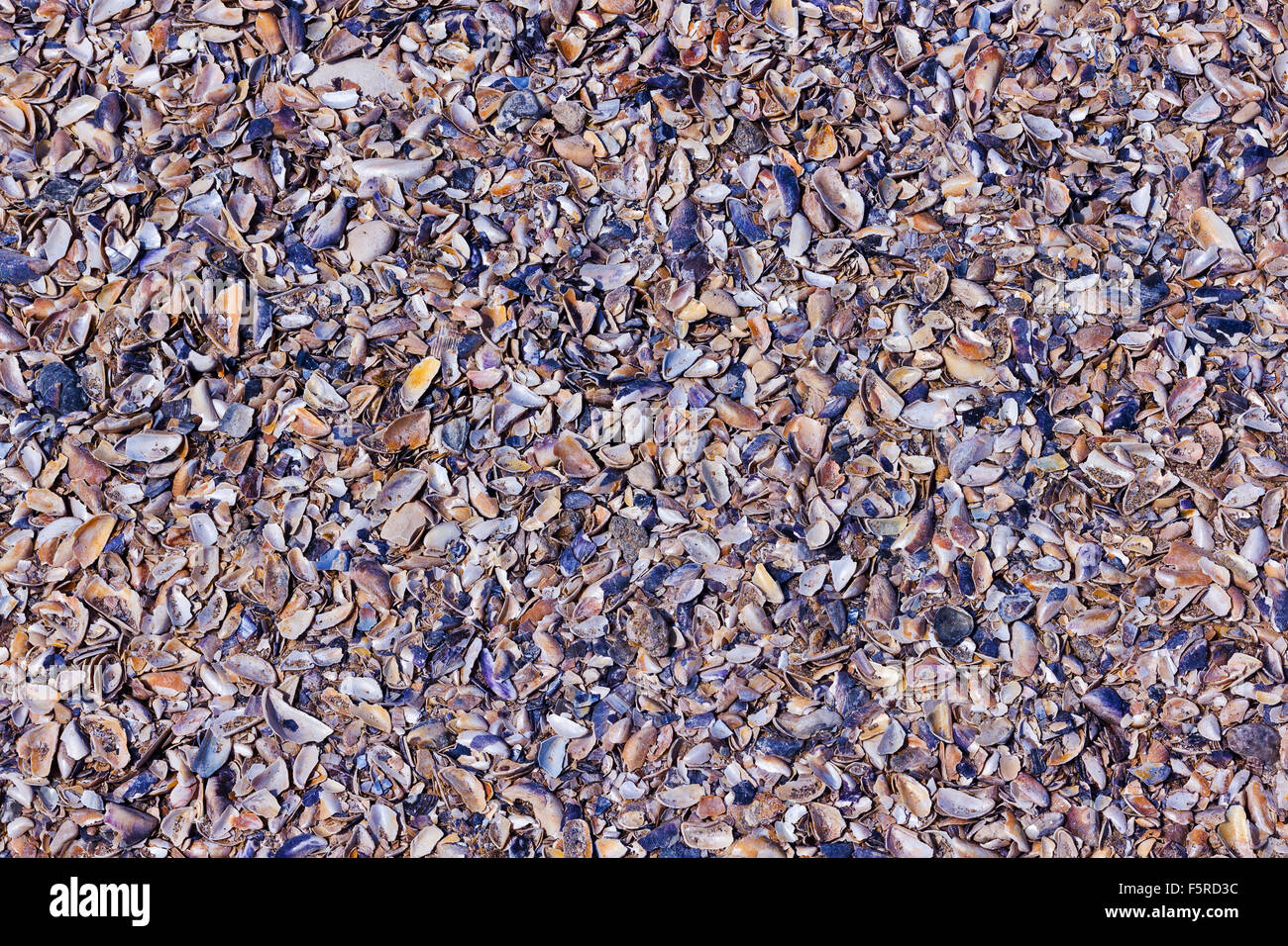 Sea shells background Stock Photo - Alamy