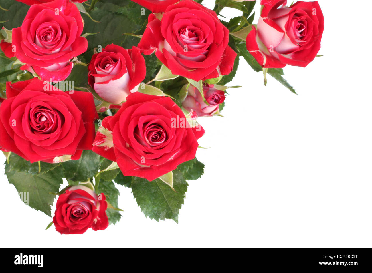 Bouquet of small red roses isolated on white background Stock Photo - Alamy