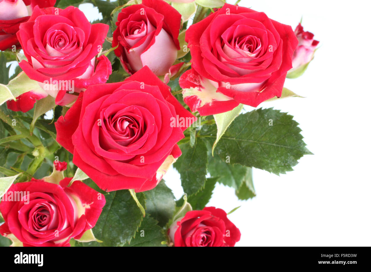 Bouquet of small red roses isolated on white background Stock Photo - Alamy