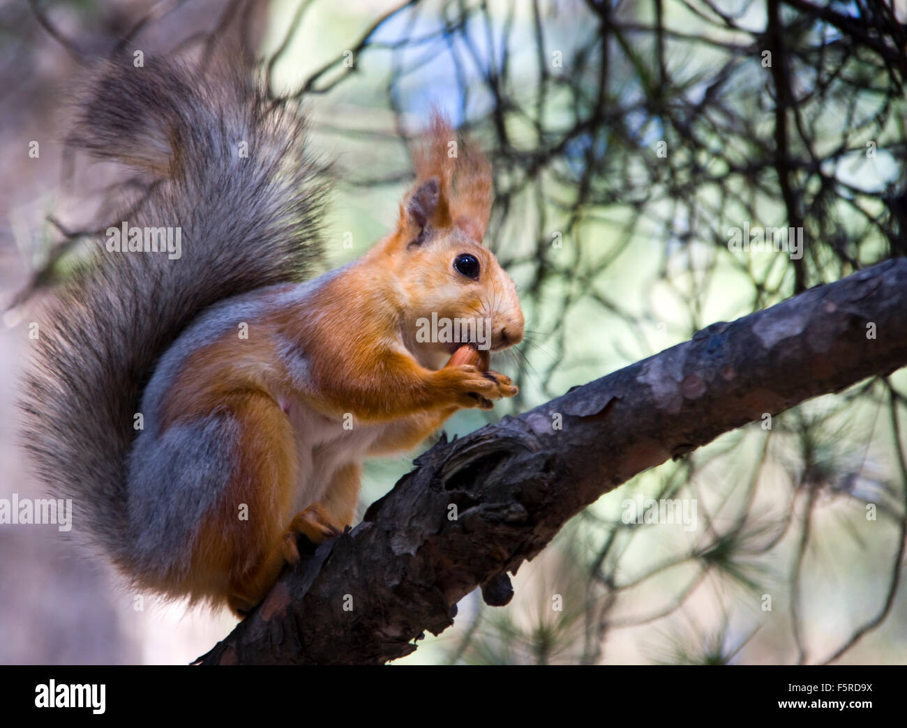 Squirrel with nut Stock Photo - Alamy