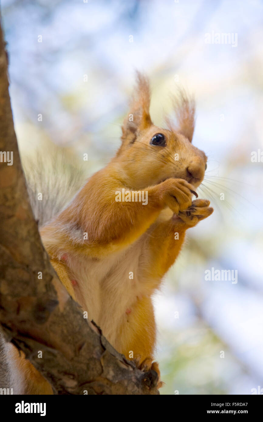 Squirrel with nut Stock Photo - Alamy