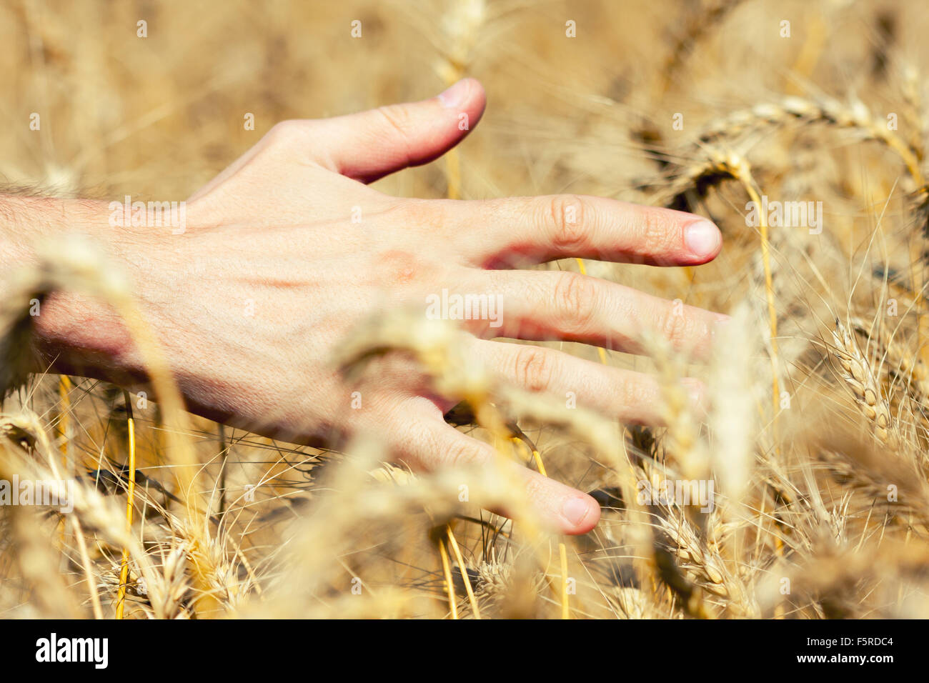 Human hand touches wheat cone on the field Stock Photo - Alamy