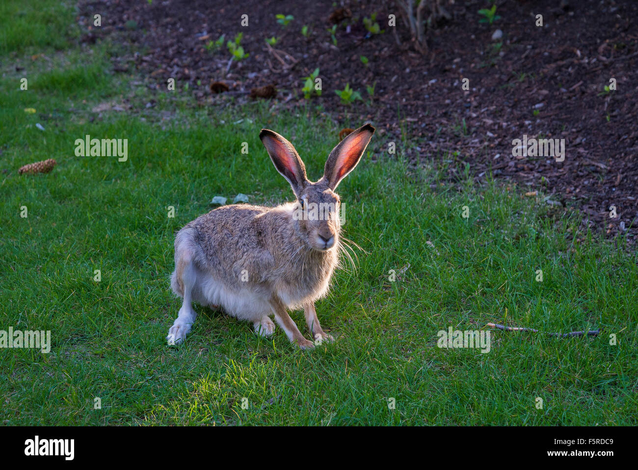 White-tailed Jackrabbit (Lepus townsendii), downtown Calgary, Alberta ...