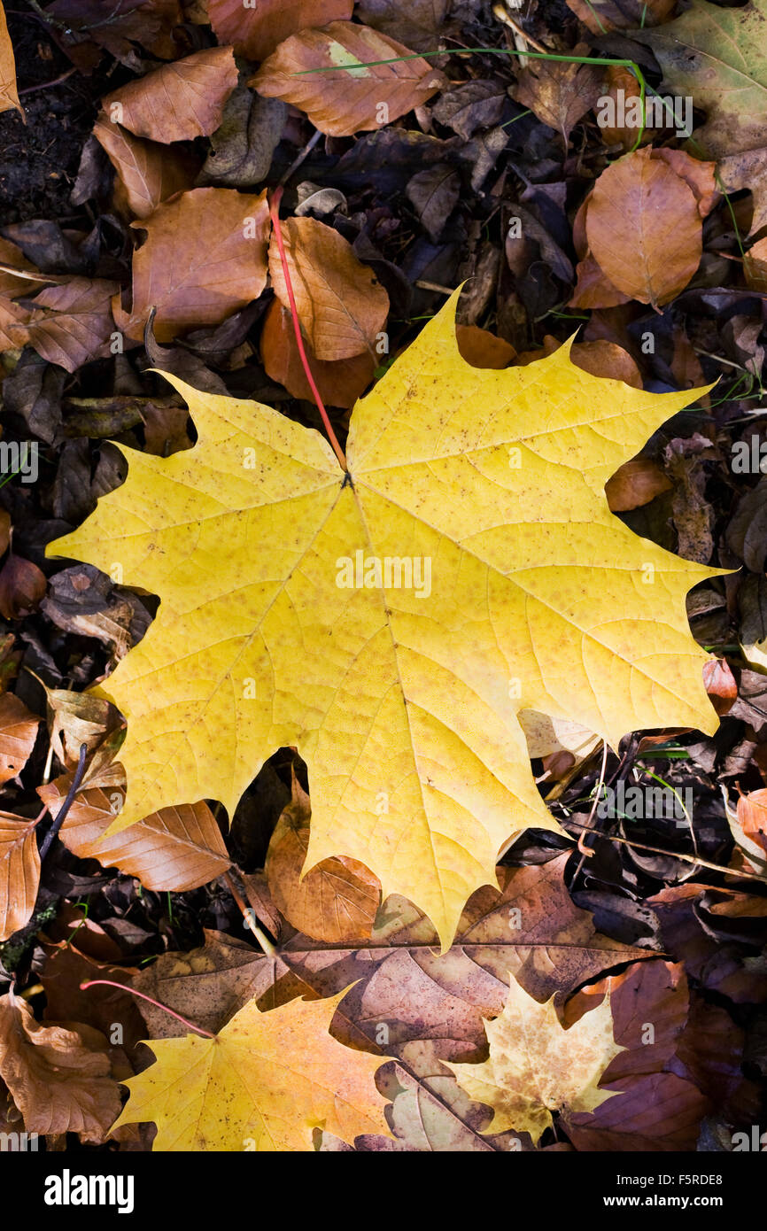 Leaf fall decomposition hi-res stock photography and images - Alamy