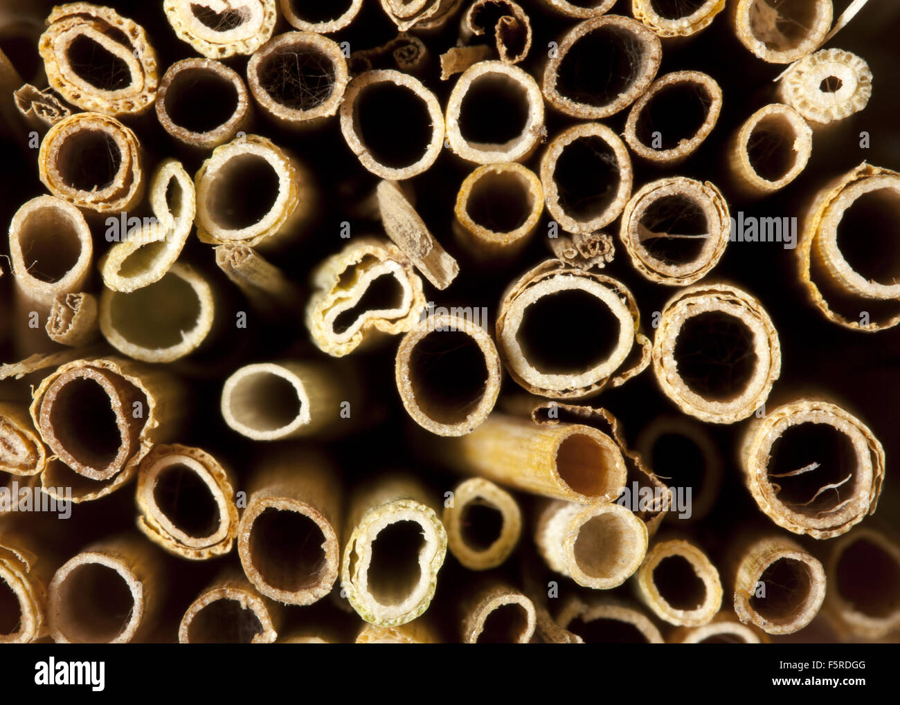 Close-up of dry straw. Use for background of texture Stock Photo - Alamy