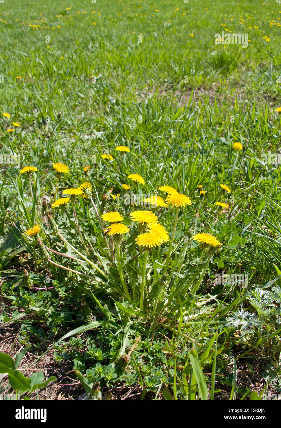 Dandelions in the grass hi-res stock photography and images - Alamy