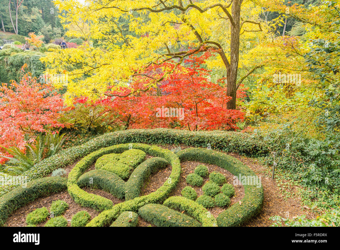 Fall colour, above the Sunken Garden, Butchart Gardens, Brentwood Bay ...