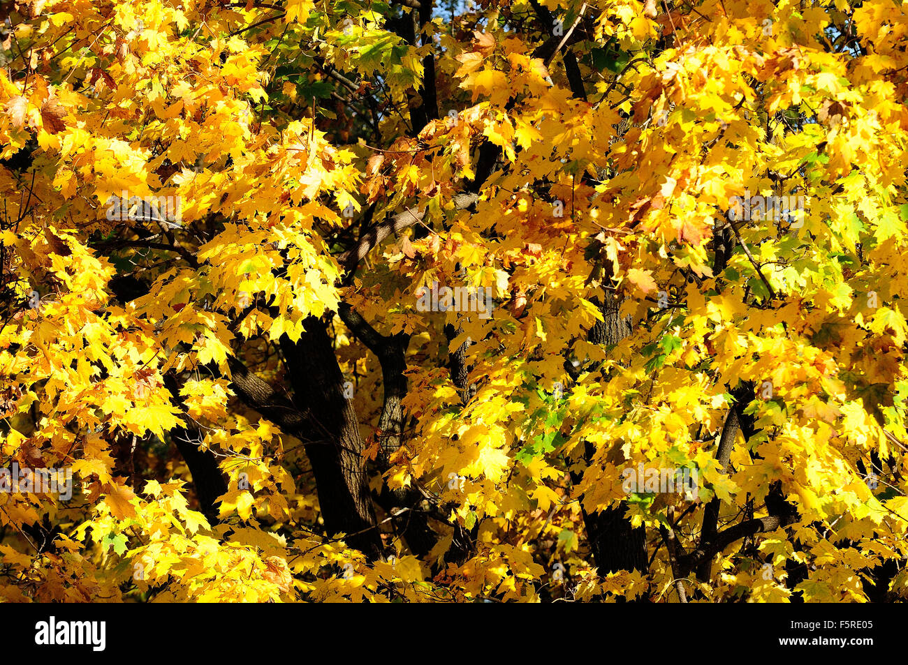 Autumn Foliage Color Stock Photo - Alamy