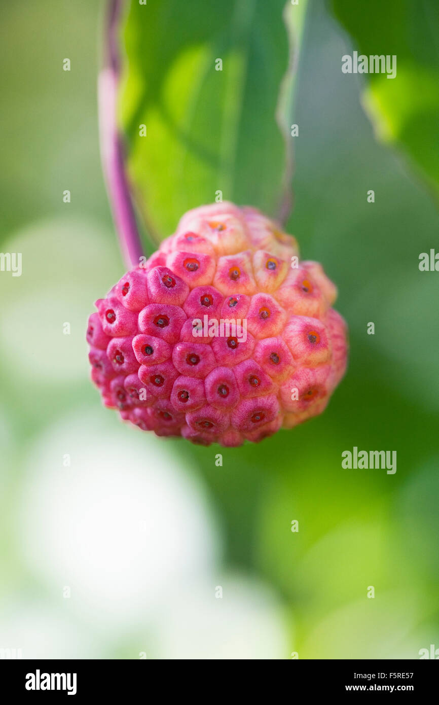 Arbutus unedo. Fruit of the Strawberry tree Stock Photo - Alamy