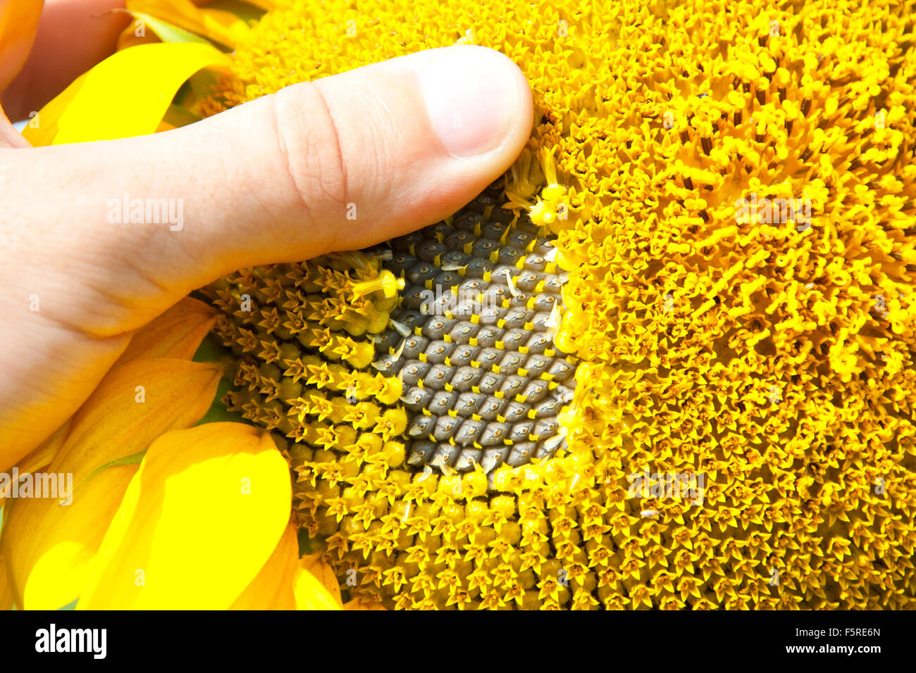 Farmer checking ripe sunflower. Close-up Stock Photo - Alamy