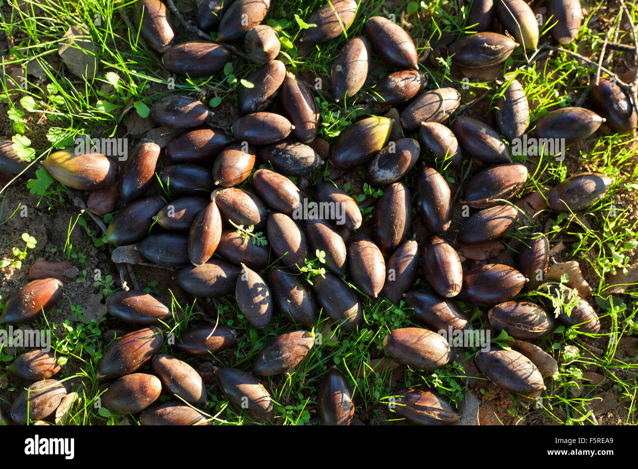 Ground of dehesa full of fallen acorns from holm oak trees at sunset ...