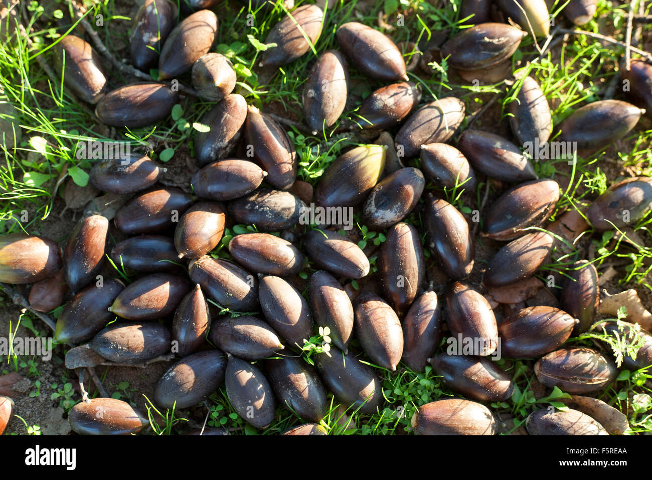 Ground of dehesa full of fallen acorns from holm oak trees at sunset ...