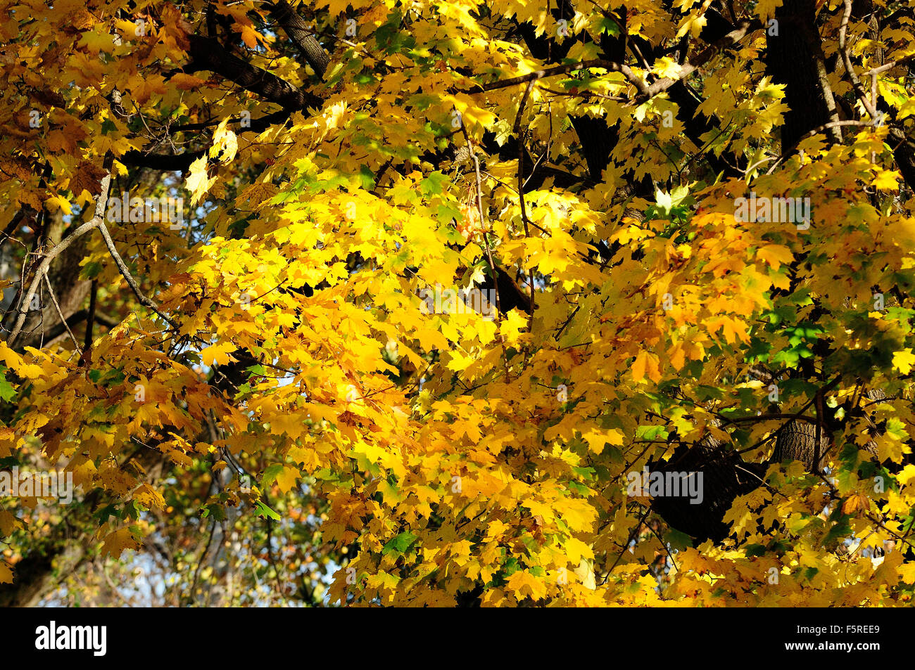 Autumn Foliage Color Stock Photo - Alamy