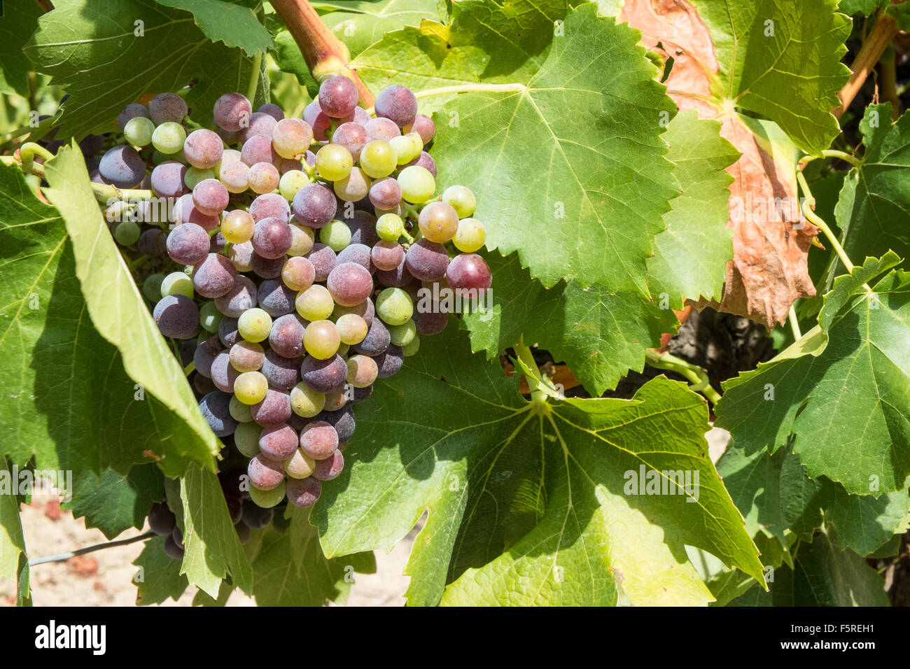 Marsanne grapes hi-res stock photography and images - Alamy