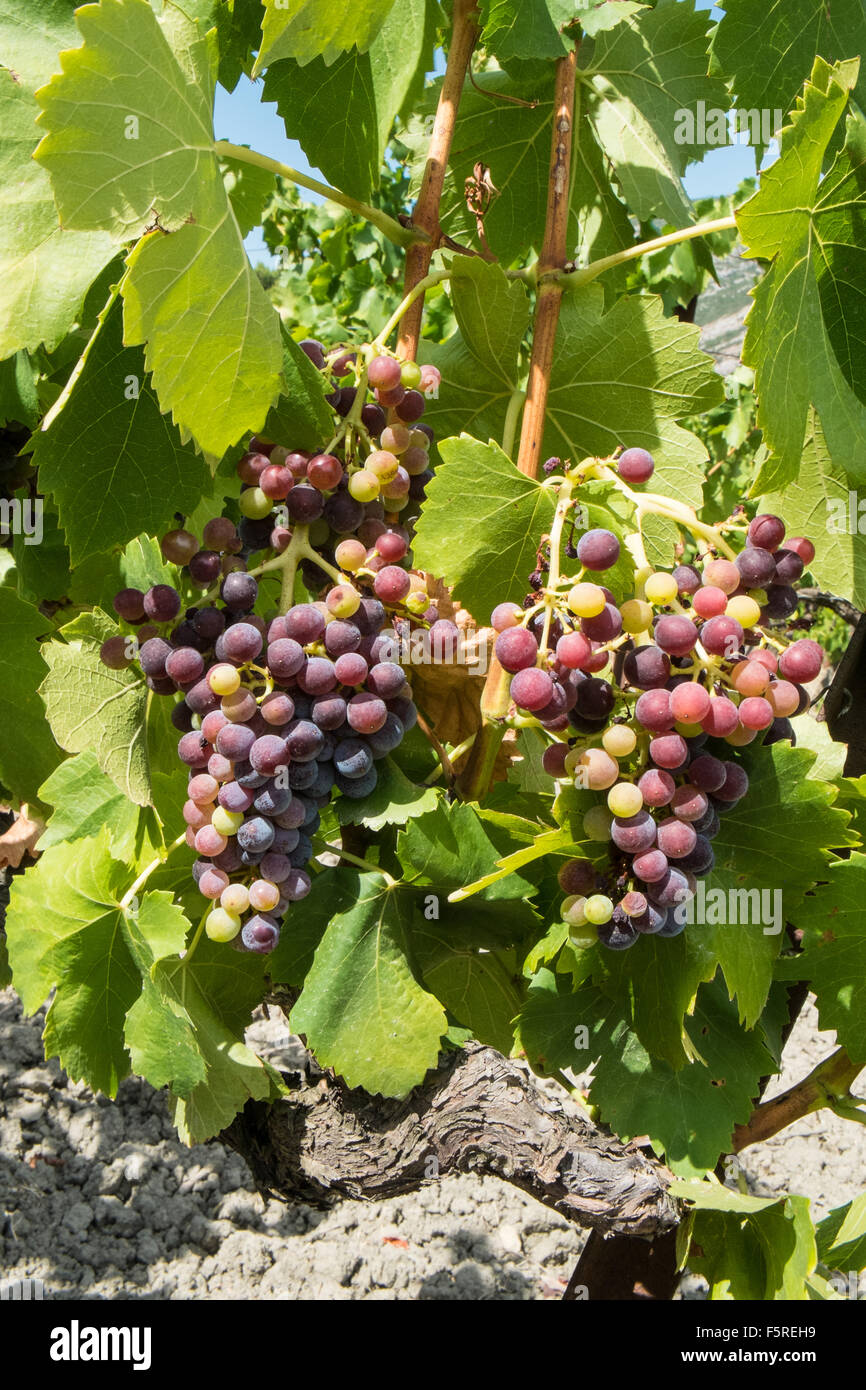 Marsanne grapes hi-res stock photography and images - Alamy