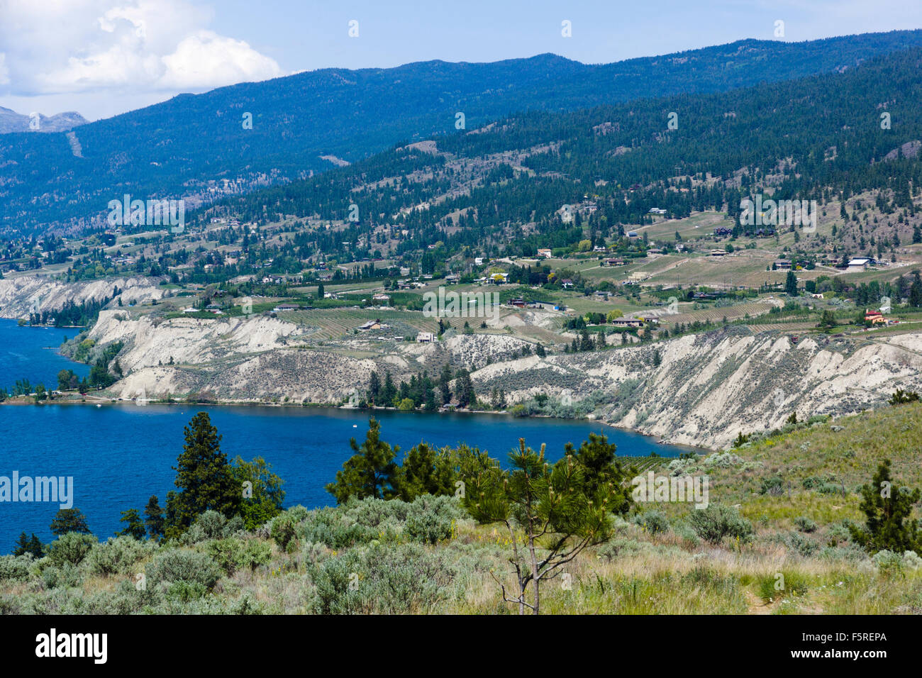 Vineyards and orchards at Okanagan Lake shore. Naramata, British ...