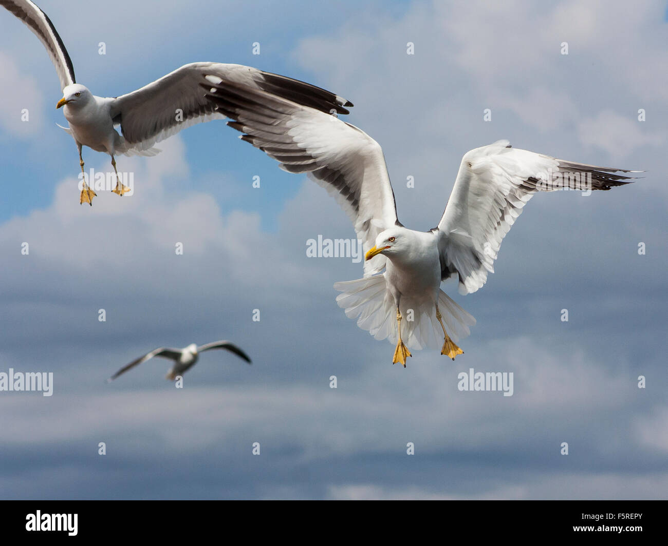 Seagull hovering and others approaching in flight Stock Photo - Alamy