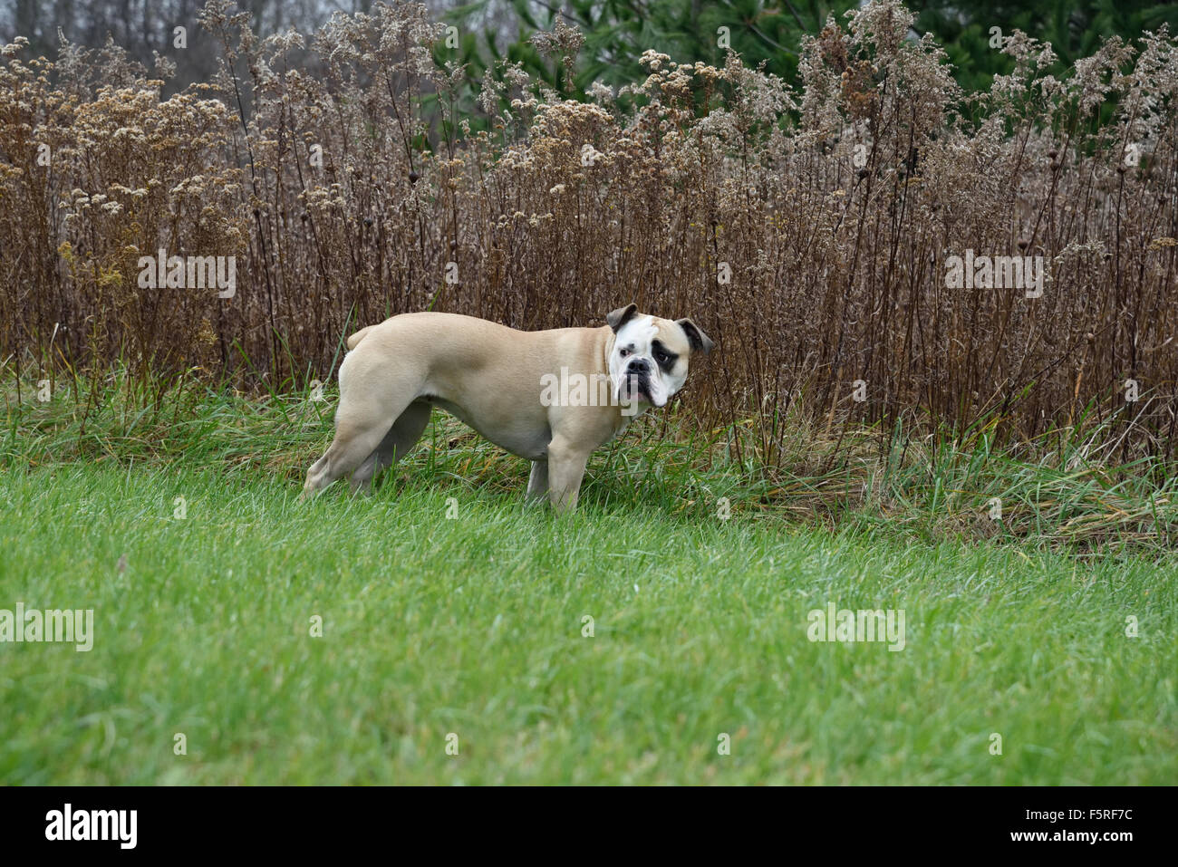 American Bulldog exercising in park Stock Photo - Alamy