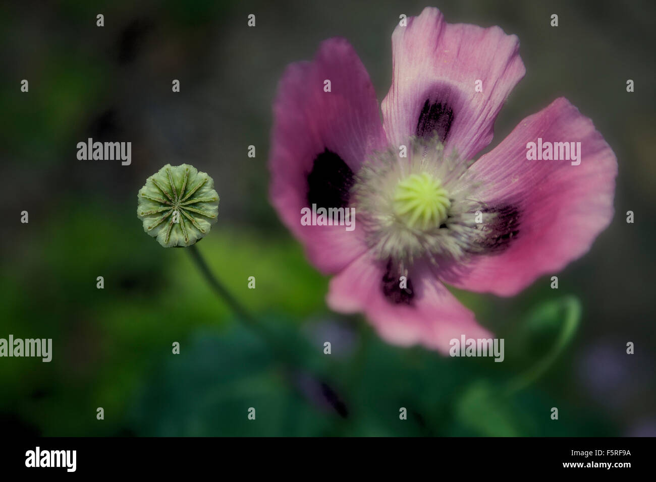 Pink pod hi-res stock photography and images - Alamy