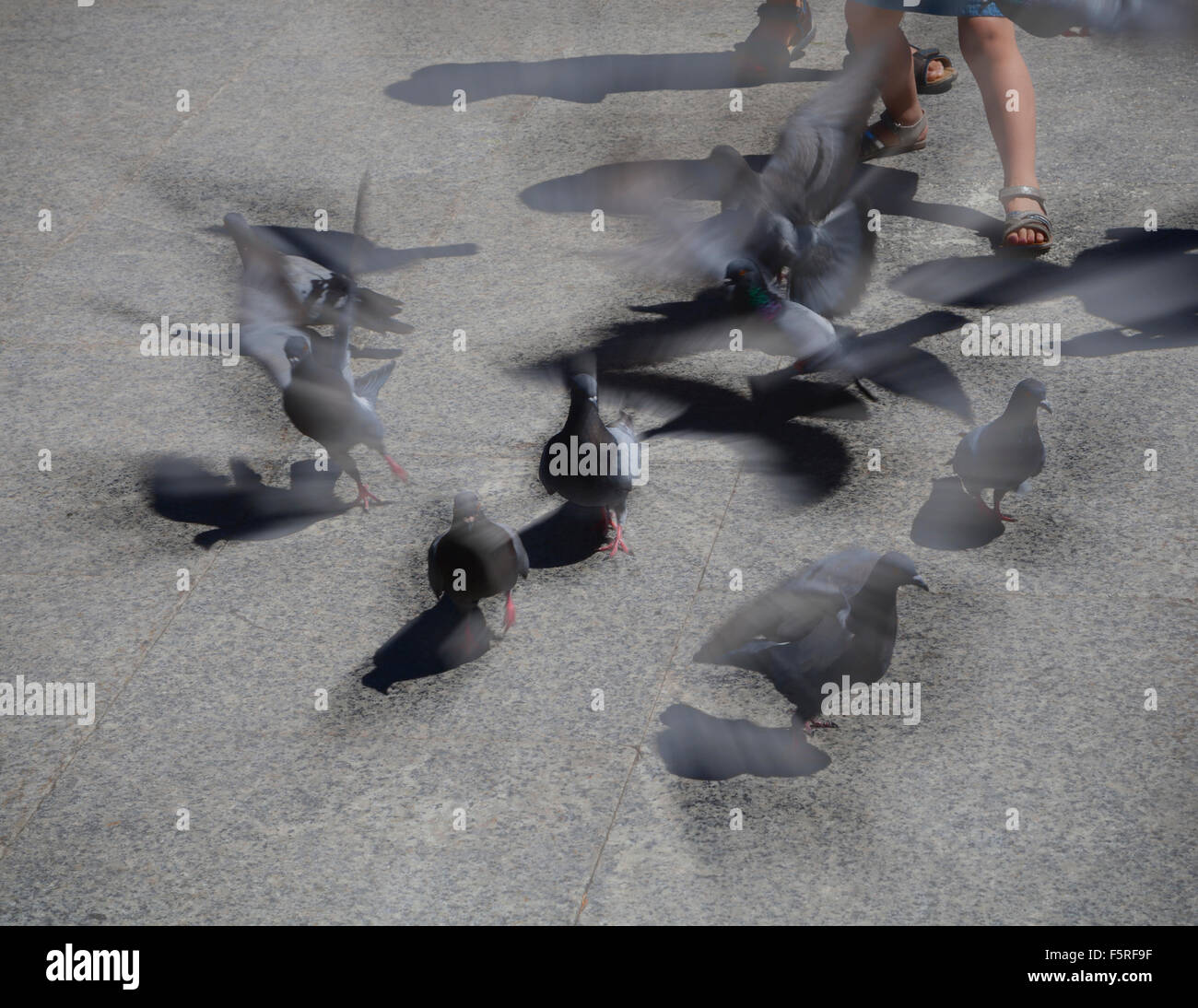 Kids playing pigeon hi-res stock photography and images - Alamy