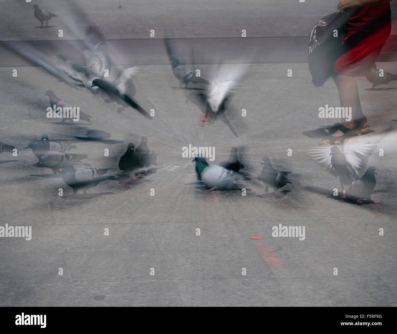 Pigeons in motion, a blurred abstract photo of pigeons in motion ...