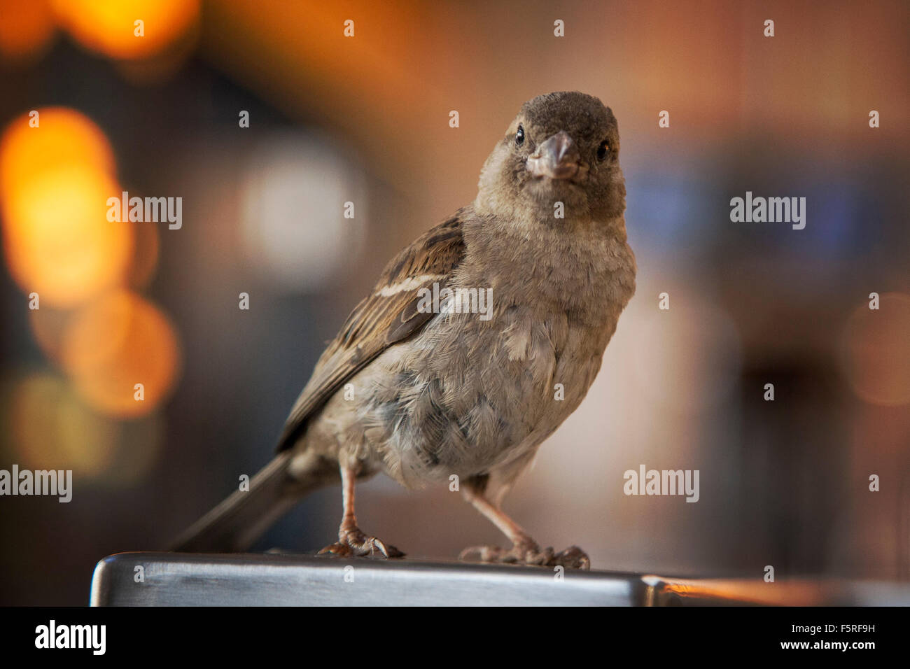 Bird Tilting Head High Resolution Stock Photography and Images - Alamy