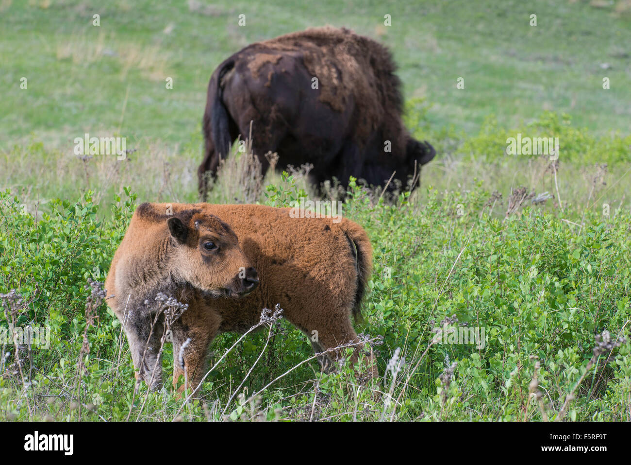 American Bison (Bison bison) with calf, Western USA Stock Photo - Alamy