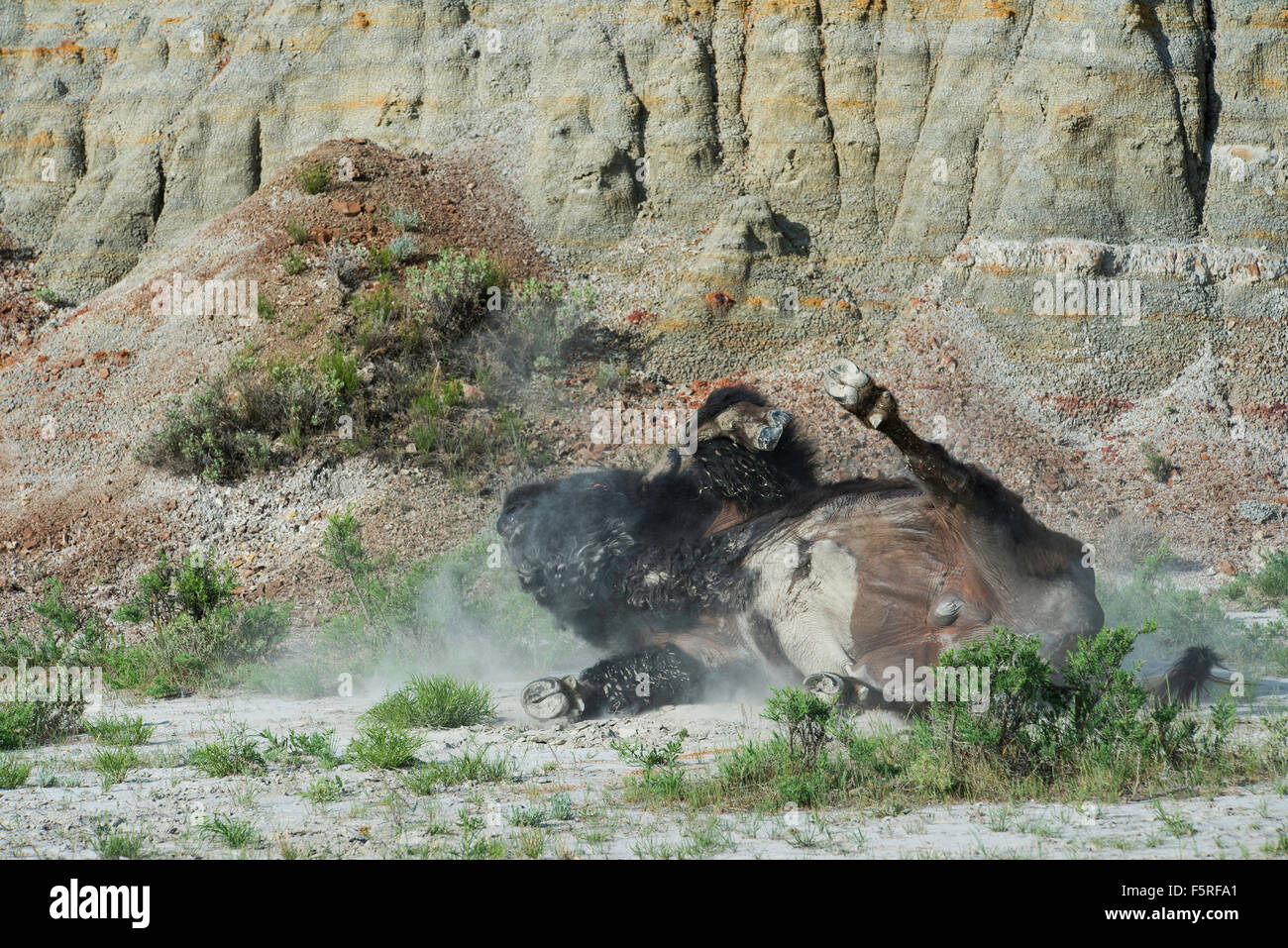 American Bison (Bison bison) taking dust bath, Western USA Stock Photo ...
