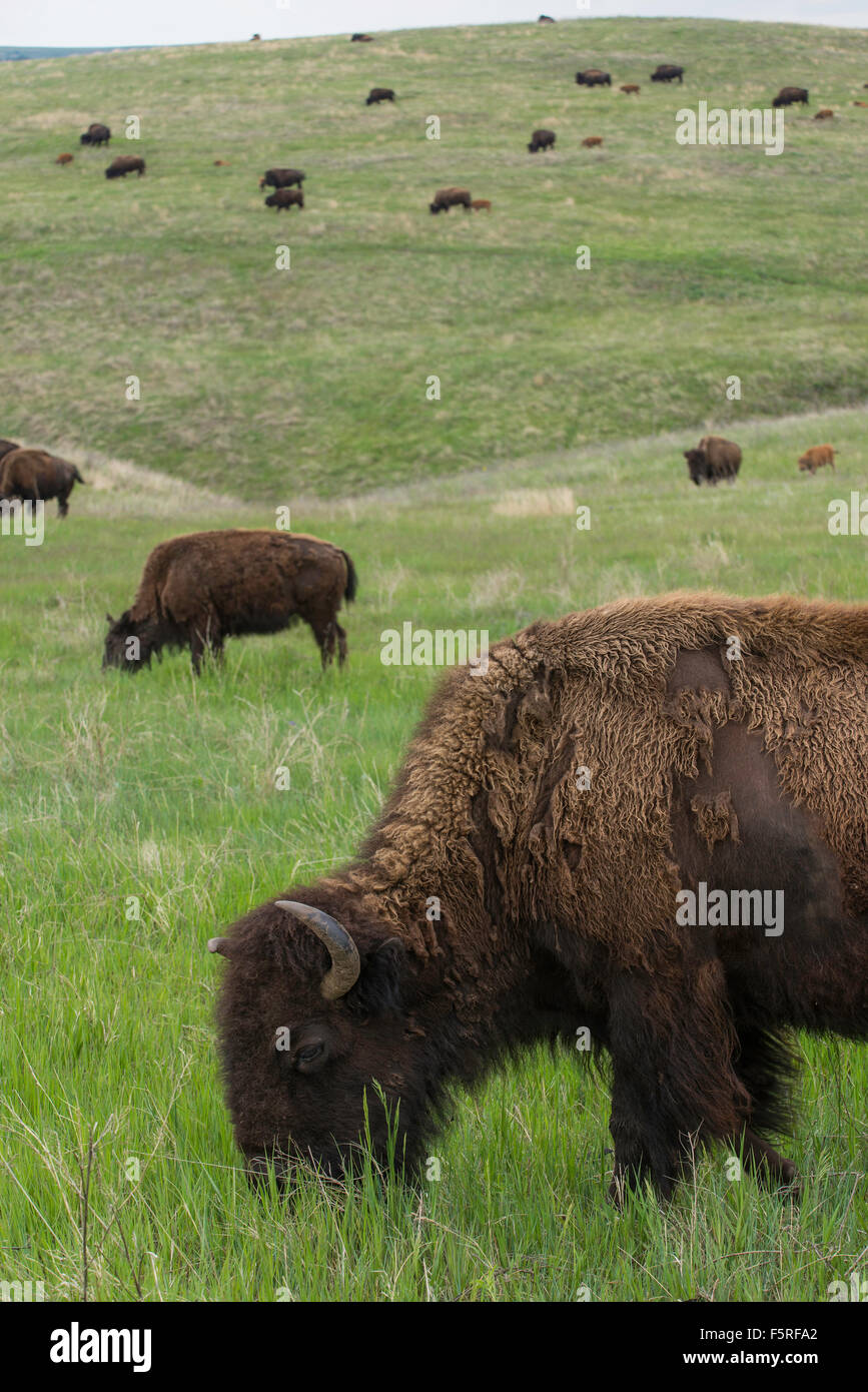 American Bison (Bison bison) adults grazing on grasslands, Western USA ...