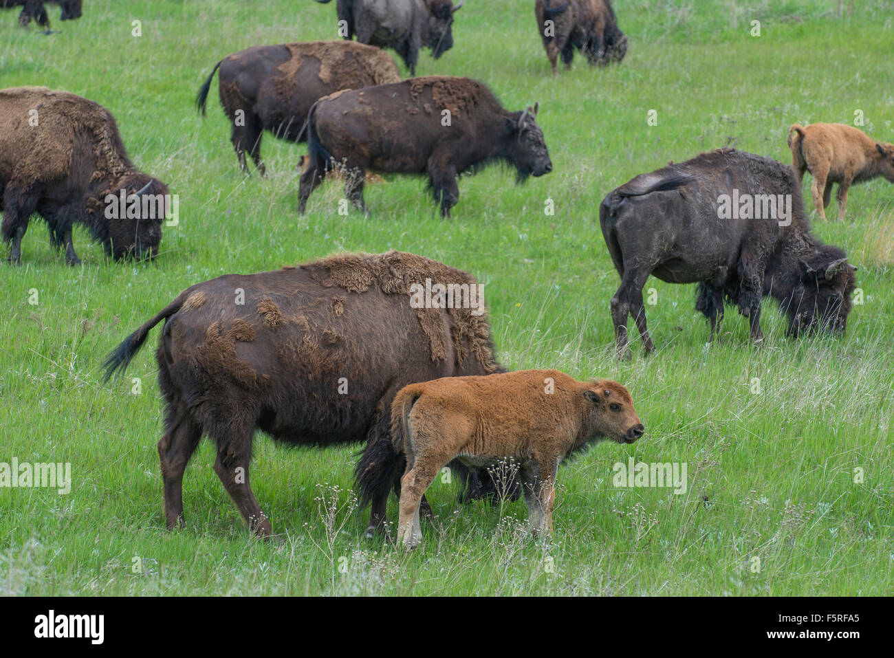 American Bison (Bison bison) herd of adults with calves, Western USA ...