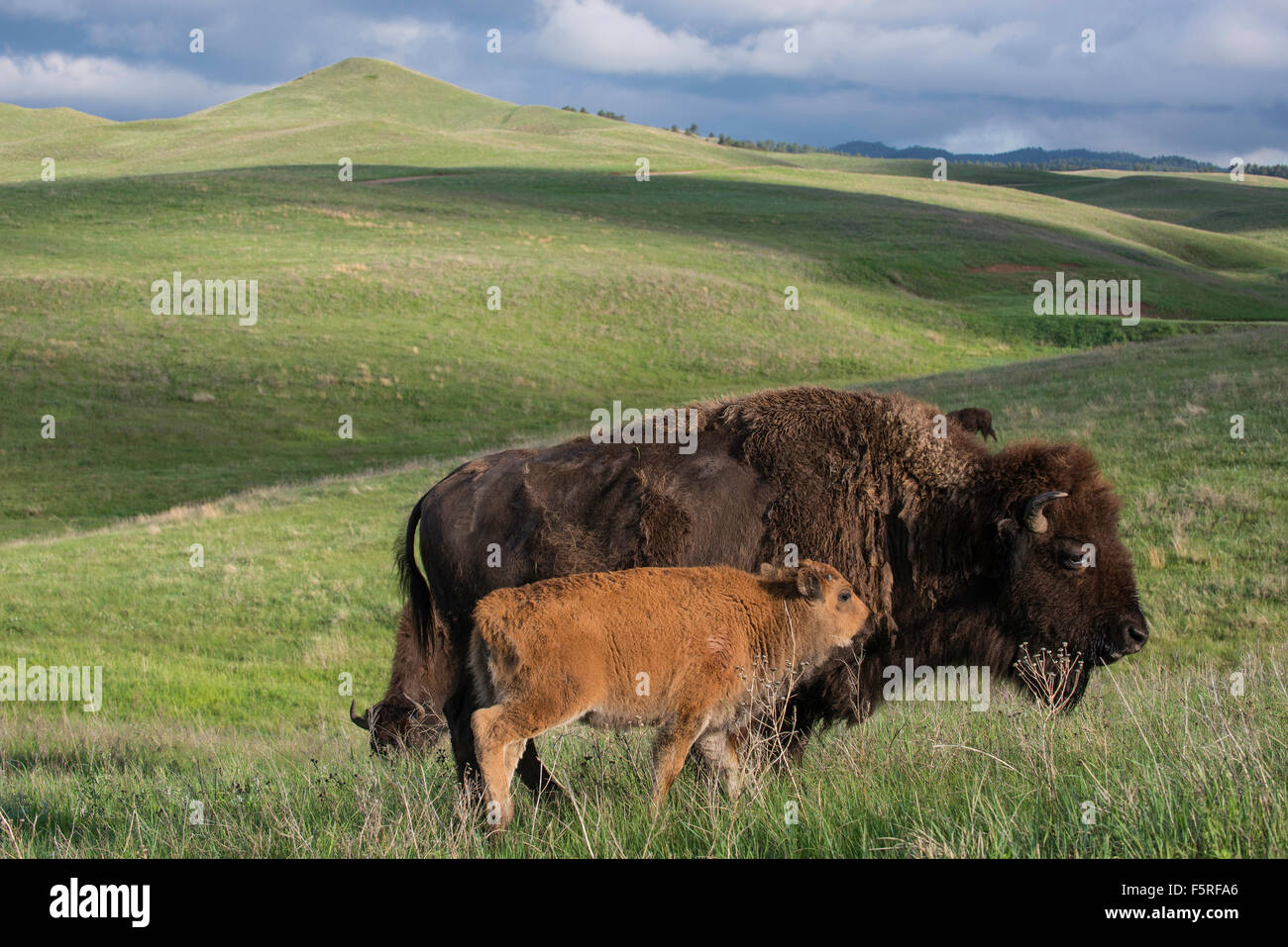 American Bison (Bison bison) adult with calf, Western USA Stock Photo ...