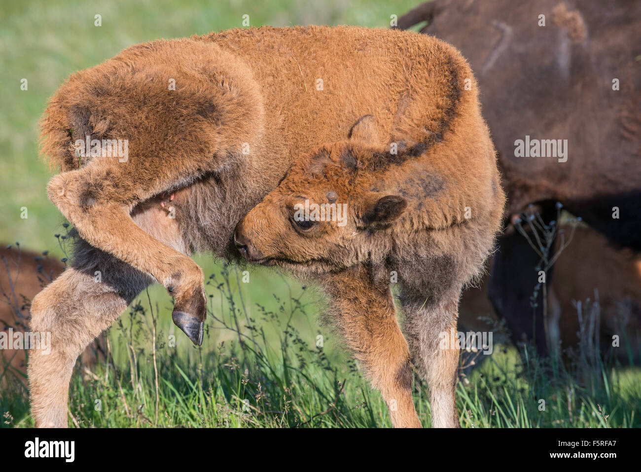 American Bison (Bison bison) calf cleaning and grooming itself, Western ...