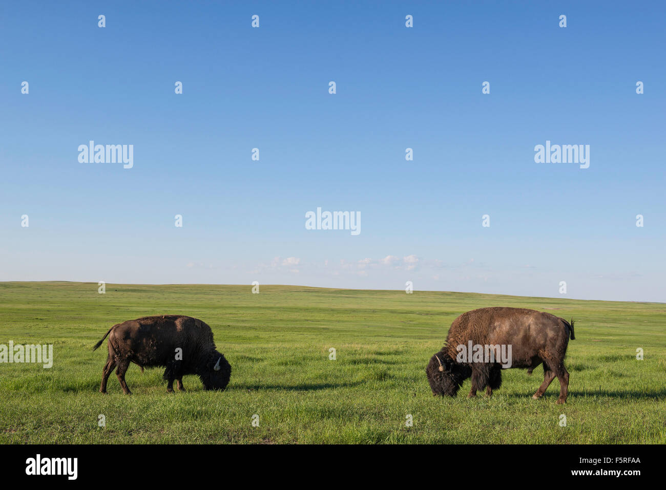Two American Bison (Bison bison) adults grazing on grasslands, Western ...