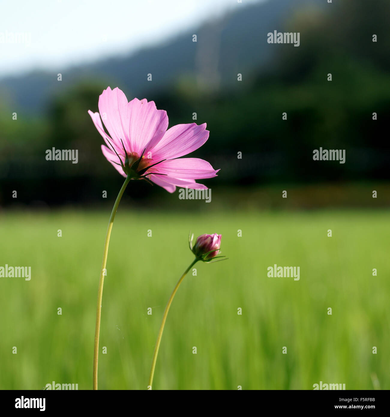 beautiful cosmos flower with the green field background Stock Photo - Alamy