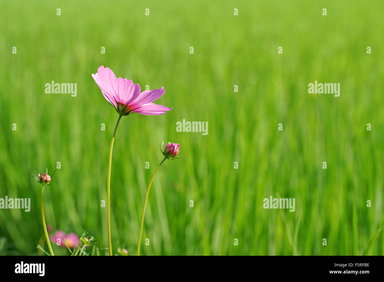 beautiful cosmos flower with the green field background Stock Photo - Alamy