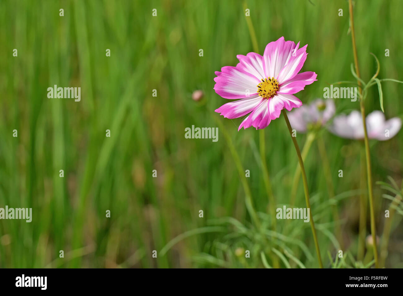 beautiful cosmos flower with the green field background Stock Photo - Alamy