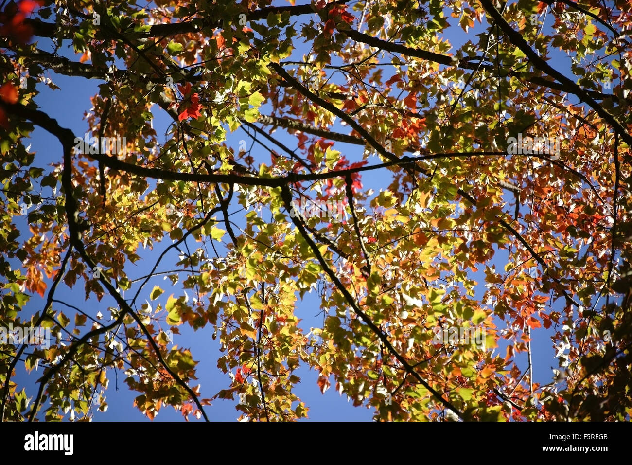 Red Maple in early autumn Stock Photo - Alamy