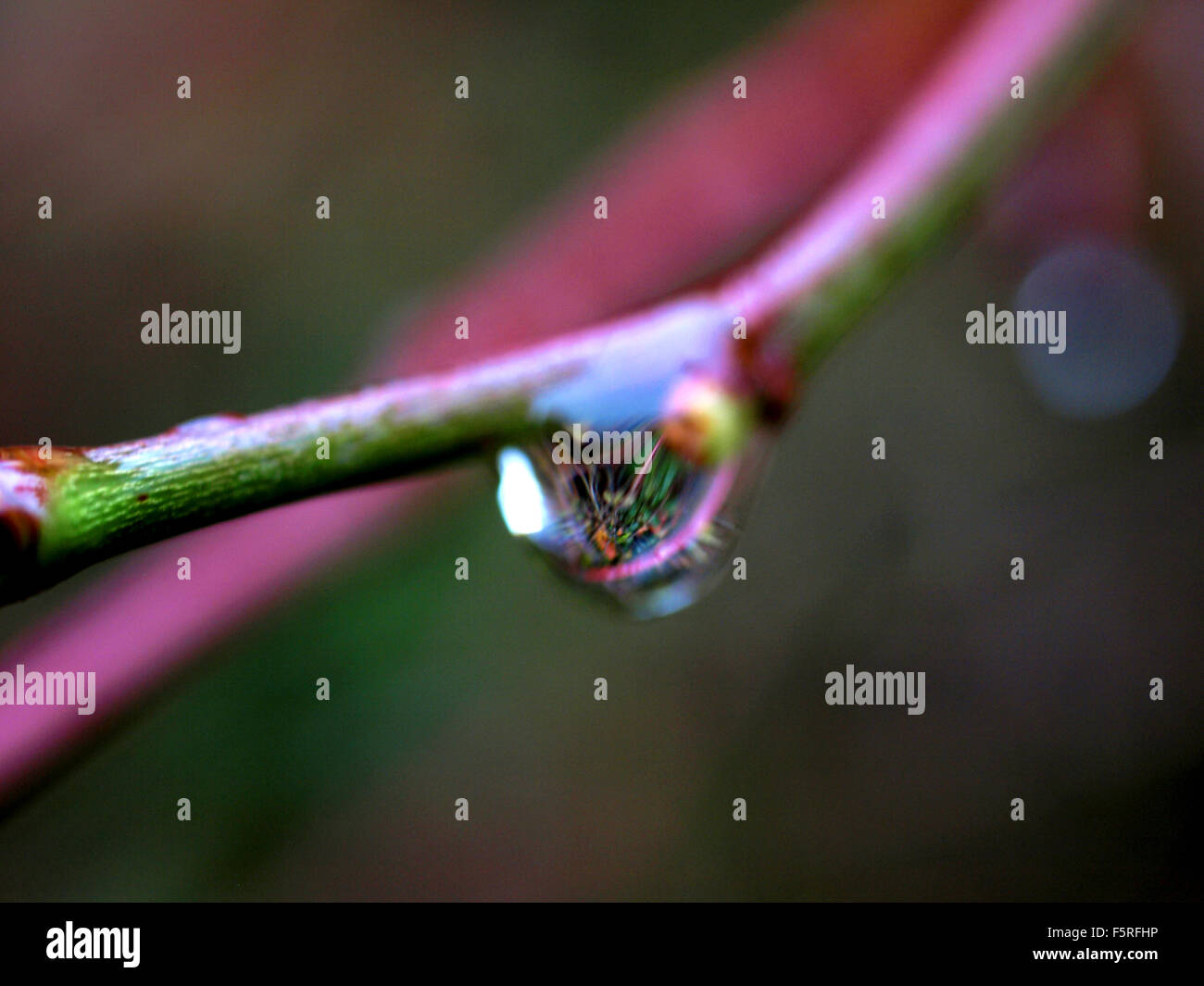 Reflection captured in a hanging raindroplet Stock Photo - Alamy