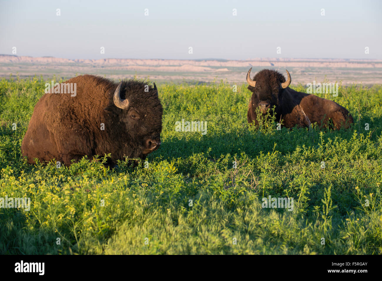 American Bison (Bison bison) adults resting on grasslands, Western USA ...