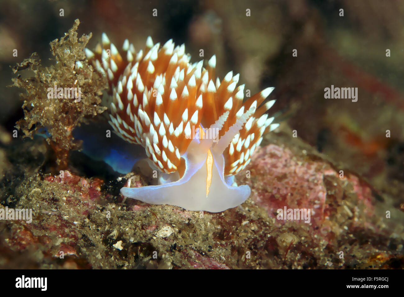 Sea life sea slug nudibranch underwater scuba diving at California ...