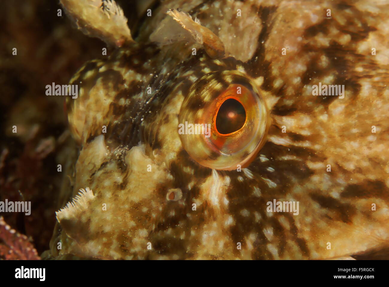 Fish eye close up underwater scuba diving at California island reef ...