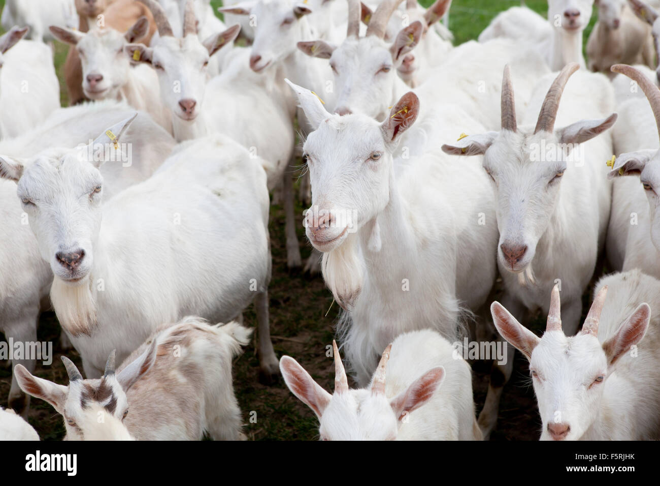 a flock of white goats standing on a pasture Stock Photo - Alamy