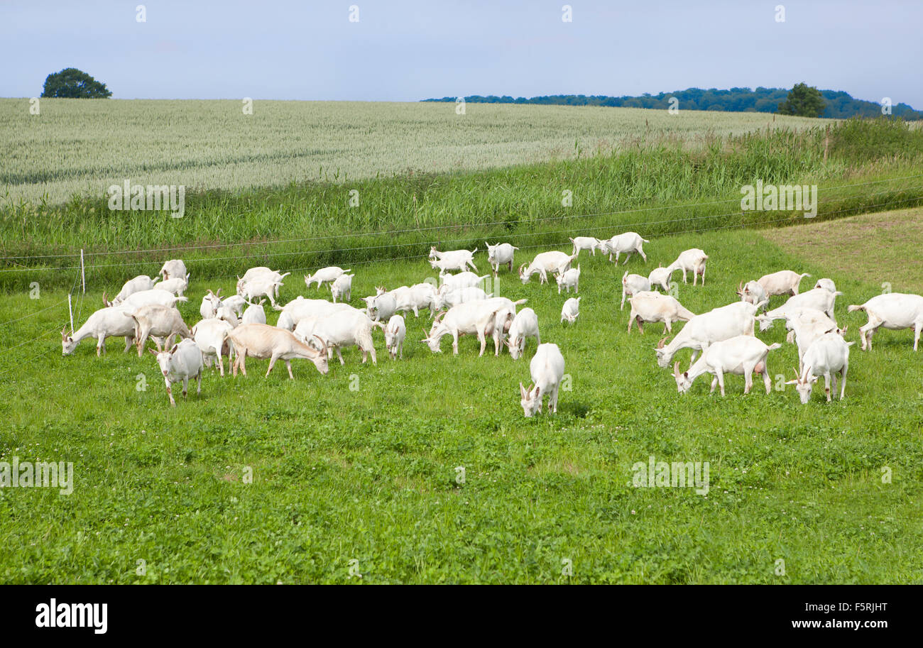 a flock of white goats standing on a pasture Stock Photo - Alamy