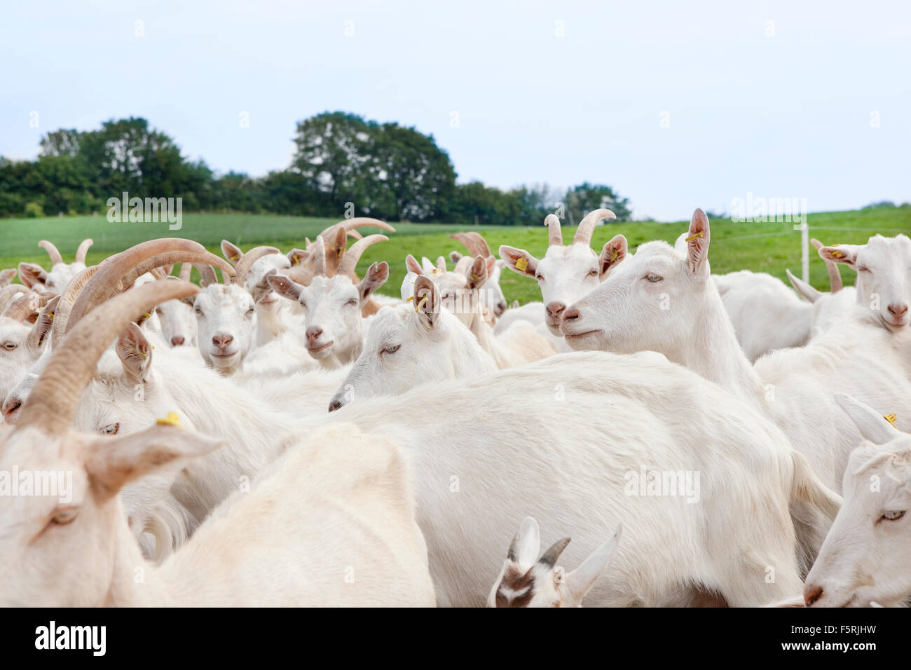 a flock of white goats standing on a pasture Stock Photo - Alamy