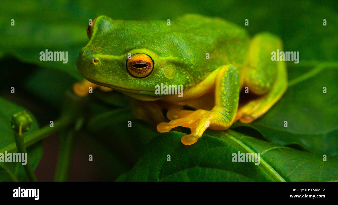 one green frog sitting on a bush Stock Photo - Alamy