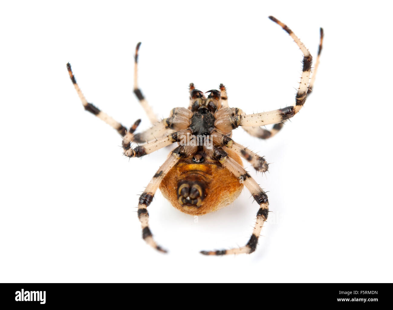 spider, Araneus diadematus, on its back against white background Stock ...