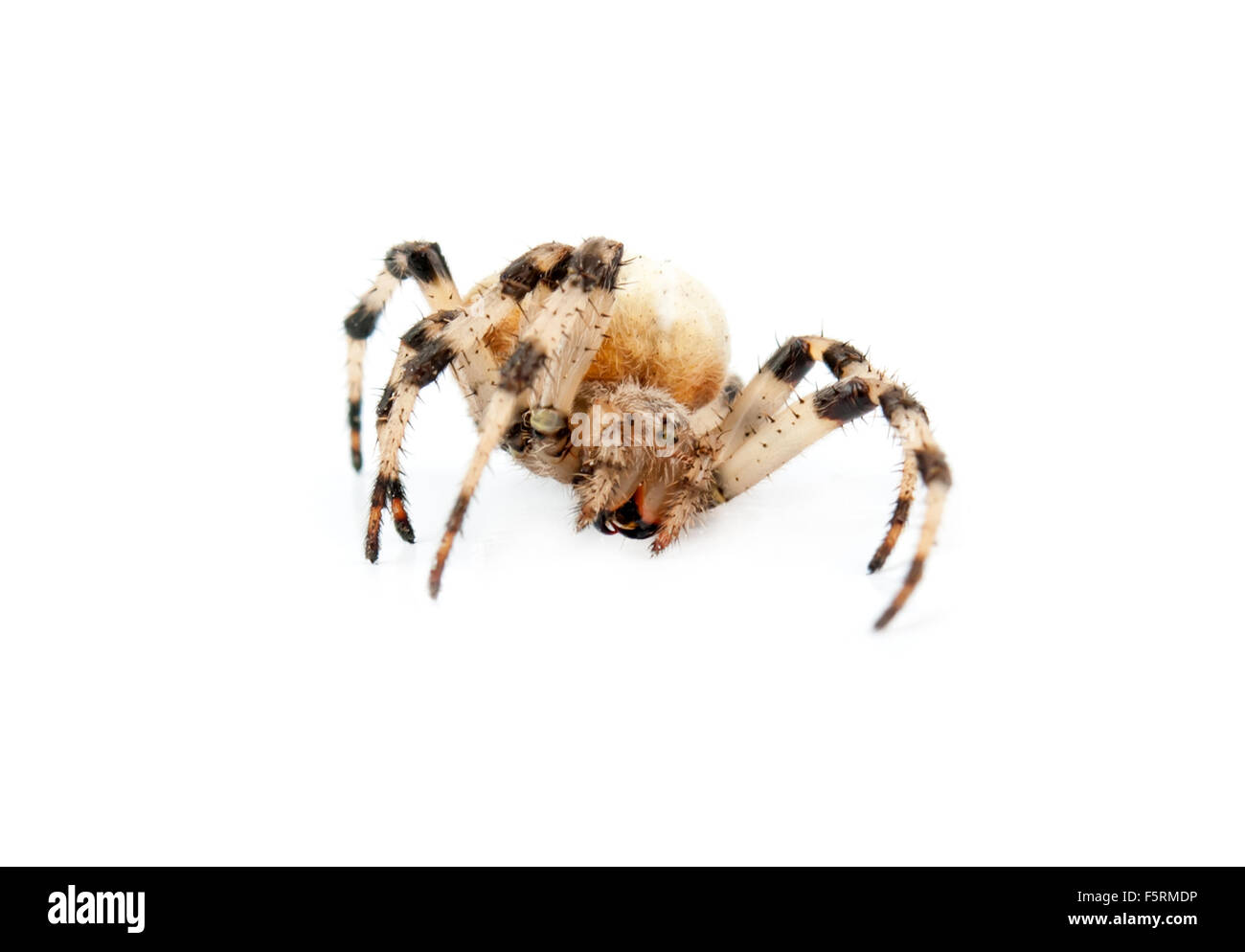 cross spider isolated on white Stock Photo - Alamy
