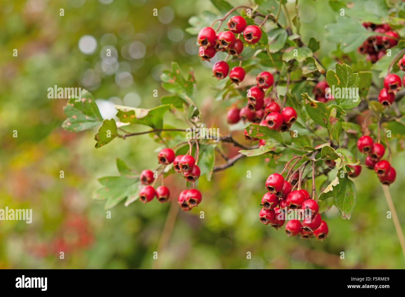 ripe hawthorn in autumn. Close up Stock Photo - Alamy